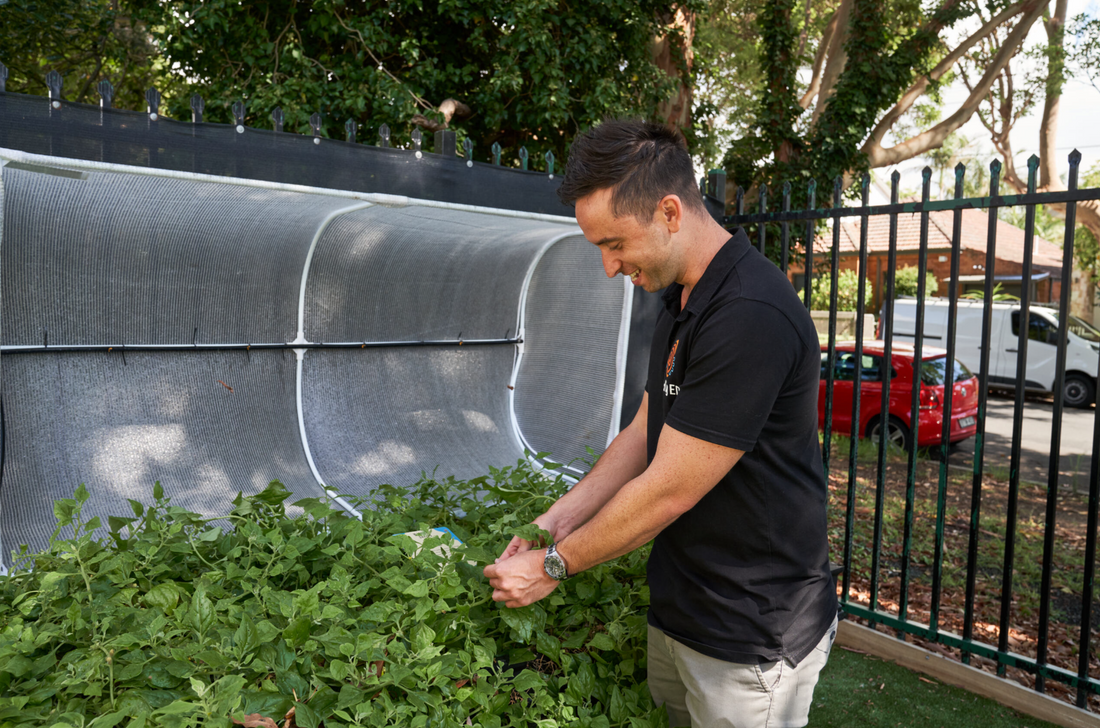 Bush Tucker Gardens & Yarning Circles – Deadly Ed